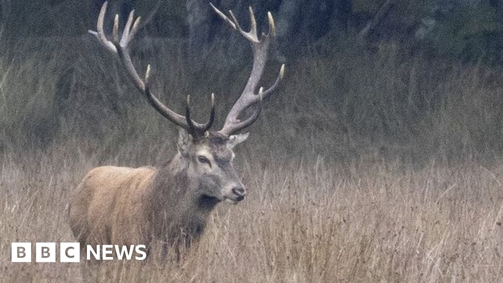 New Forest: Concerns over photographer deer disturbance - BBC News