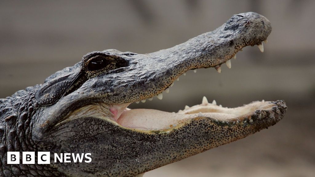 Alligator drags boy into water near Orlando Disney resort - BBC News
