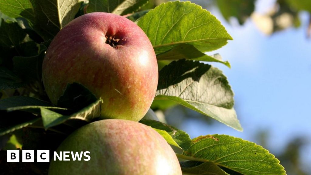 King's Coronation orchard: Banbury volunteers wanted to plant trees