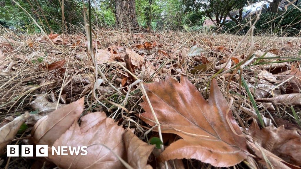 What is a false autumn and why are we experiencing one? - BBC News