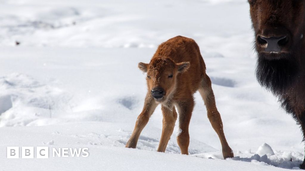 First bison calves born in Banff National Park in 140 years - BBC News