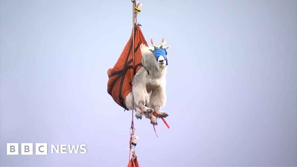 No kidding: Why these goats had to fly away