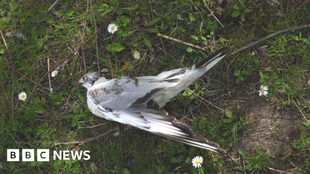 Alarm over suspected avian flu bird deaths - BBC News