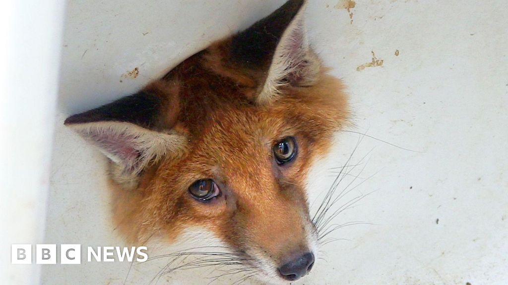Fox stuck in sink plughole rescued by Essex animal charity - BBC News