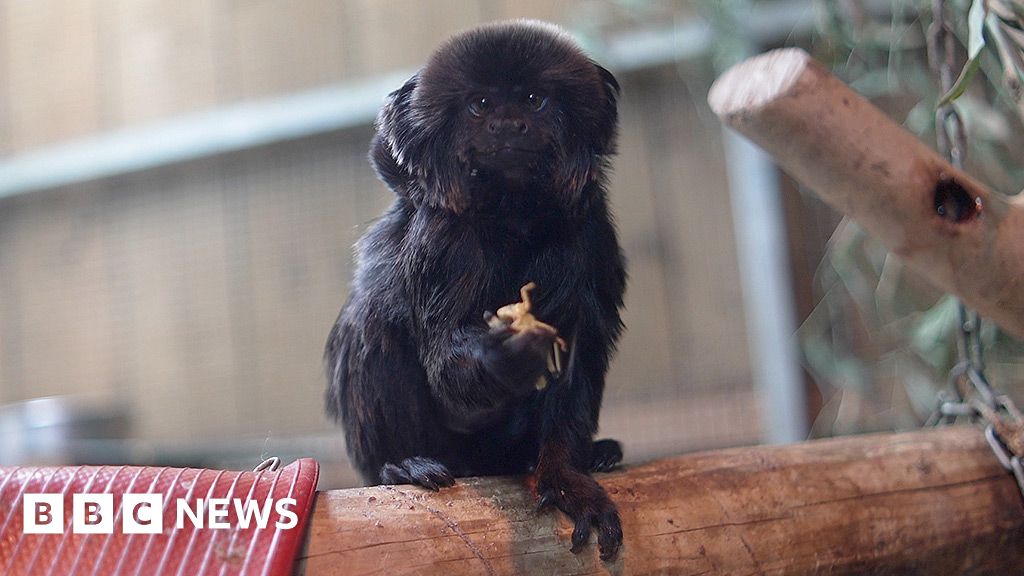 Hope Northumberland baby monkey can raise awareness of breed