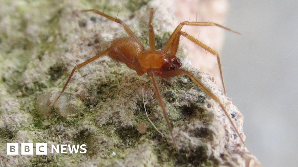 Britain's 'rarest' spider captured on video in Plymouth - BBC News