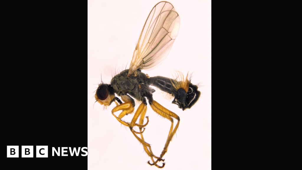 'Ice Age fly' found in Glen Clova in Cairngorms - BBC News