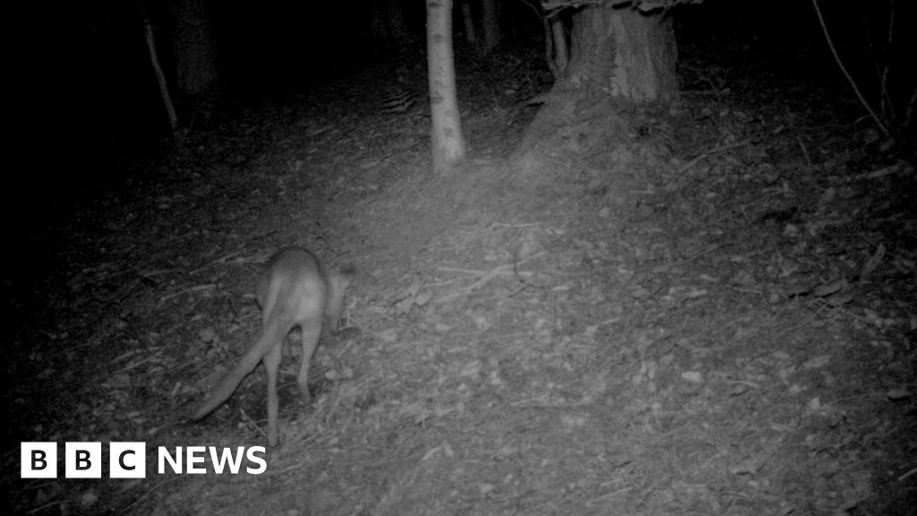 'Wallaby' caught on camera in Borders countryside - BBC News
