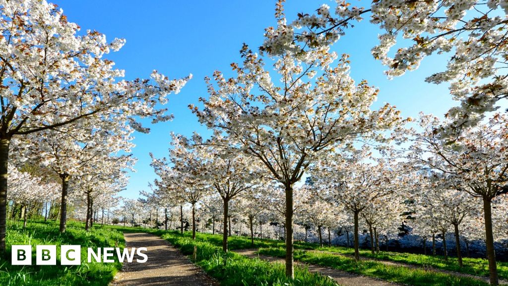 Climate change: Trees set to bloom as planting schemes dig in