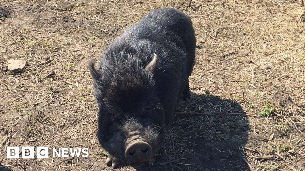 Psychic pig 'Mystic Marcus' predicts Rams play-off semi-final win - BBC ...