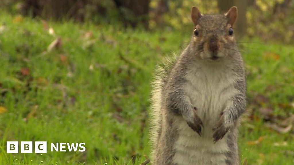 Grey squirrels: Craig Shuttleworth and Natalia Doran - BBC News