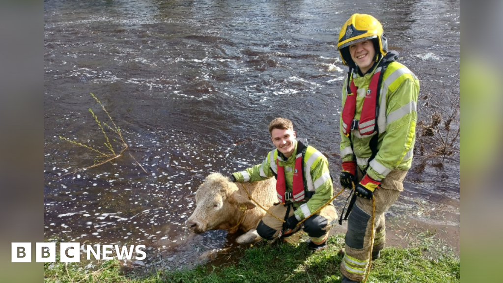 Rescuers save bull stranded in the River Tees - BBC News
