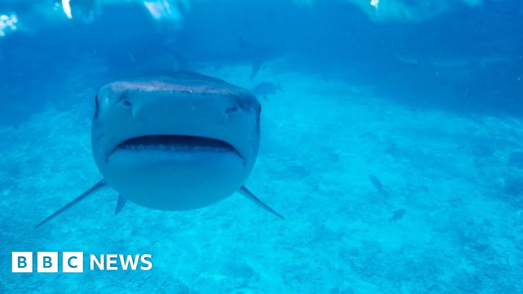 Why sharks like it hot - but not too hot - BBC News