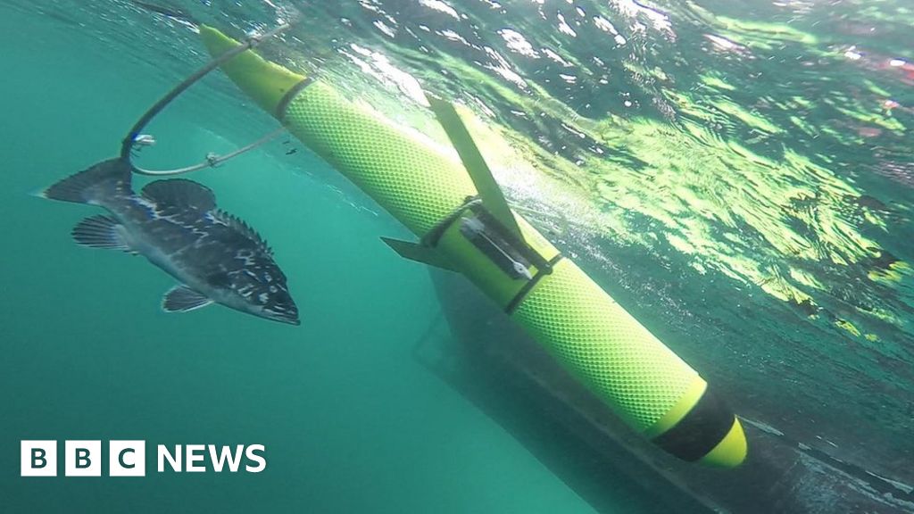 Large-scale deployment of robots in sea off Scotland - BBC News