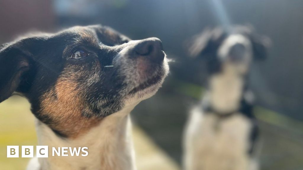 Four out of five dogs stolen in Kent are not found again - BBC News