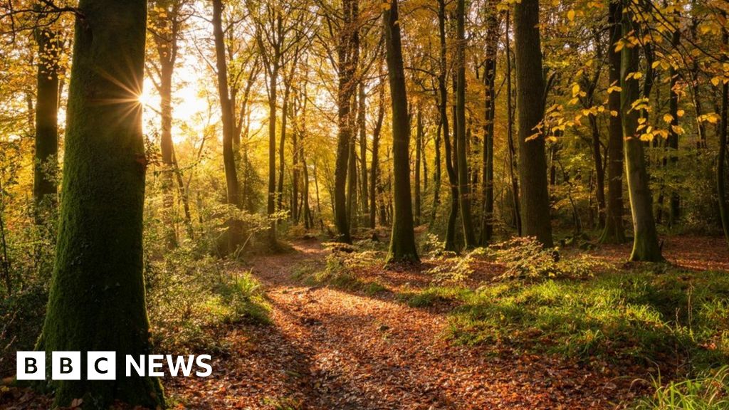 Climate change: 'More homegrown timber needed' to cut emissions