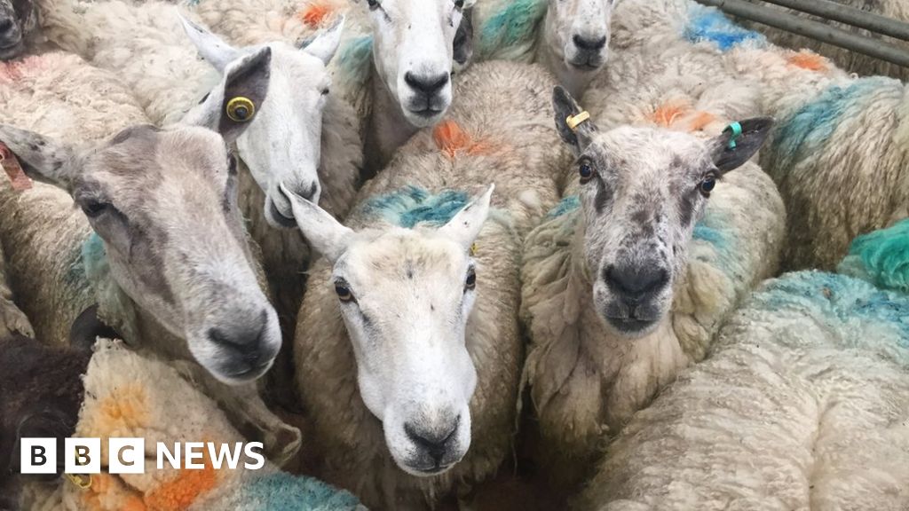 From farm to fork: The future of Welsh lamb post-Brexit - BBC News