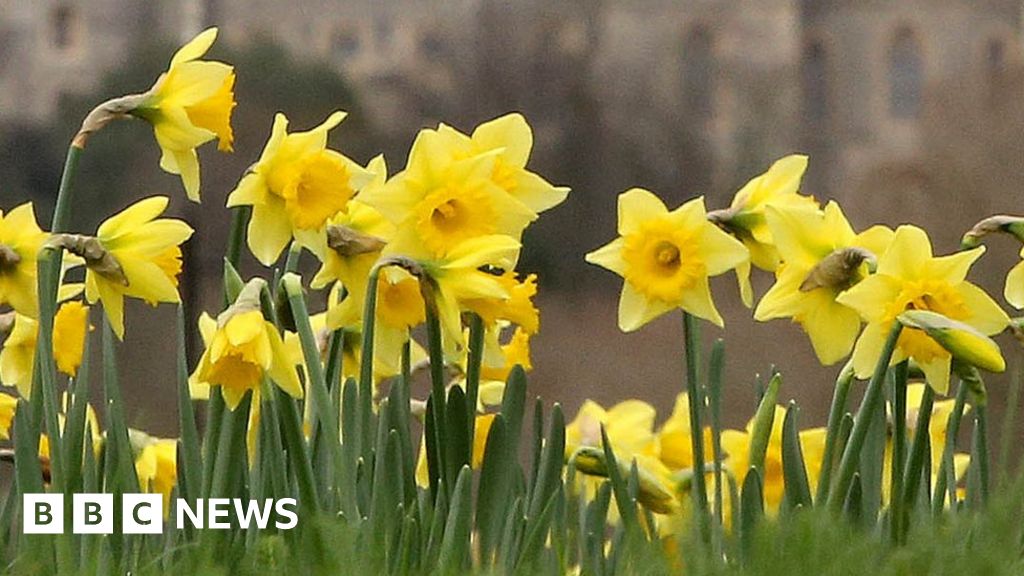 December weather: Why is it so mild? - BBC News