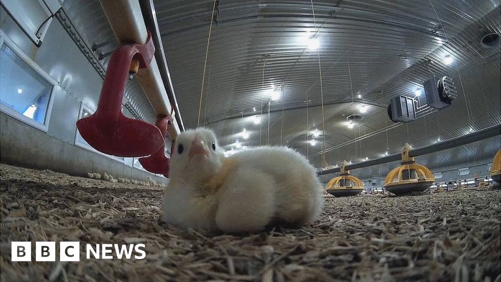 Supermarket chickens 'suffering agonising deaths' - BBC News