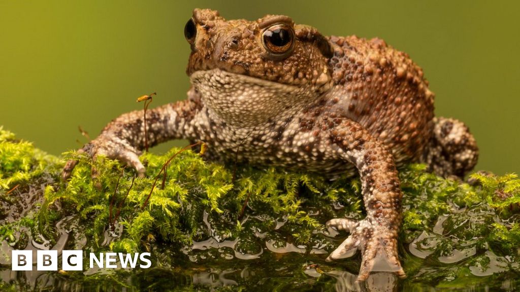 Road closures in Ellesmere to help toads hop to ponds