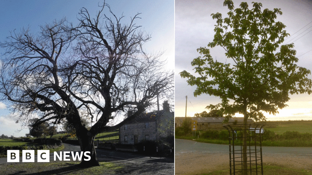 Lord Mostyn's 1877 'coming of age' ceremony remembered