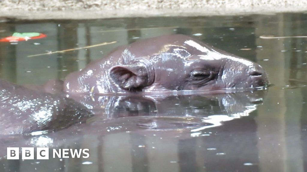 Endangered species of hippo born at Bristol Zoo - BBC News