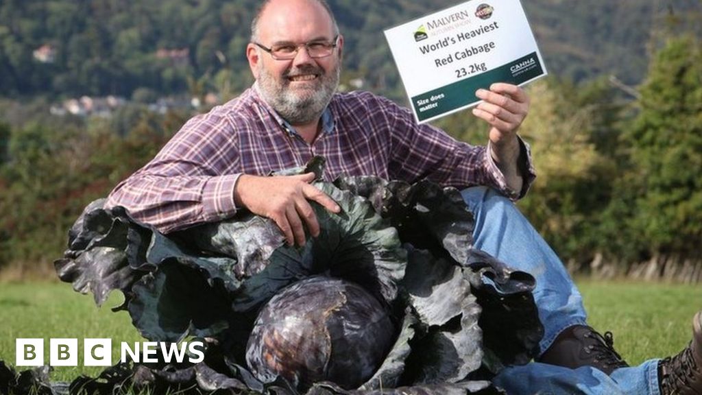 Ninety-year record for world's heaviest red cabbage beaten - BBC News