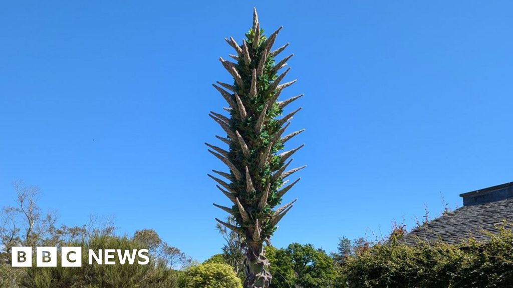 Logan Botanic Garden's rare sapphire tower flower begins to bloom - BBC ...