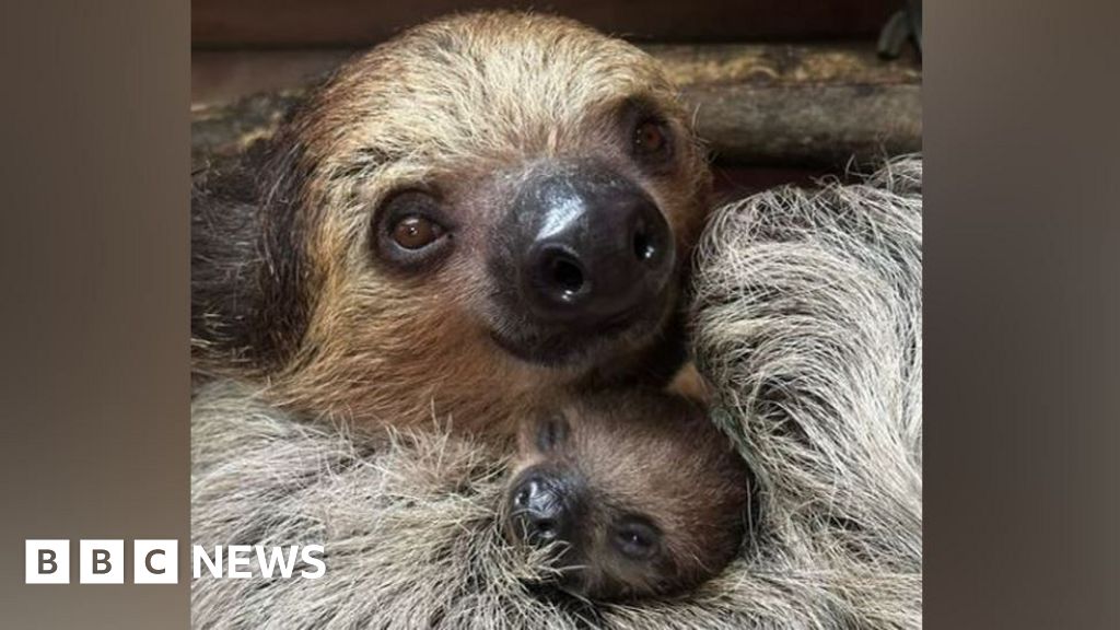 Jude the Dudley sloth lays down law in call for Bellingham and England ...