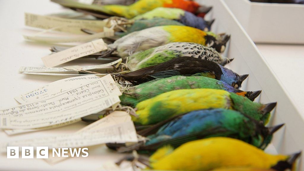 Bird v plane: The battle for airspace - BBC News