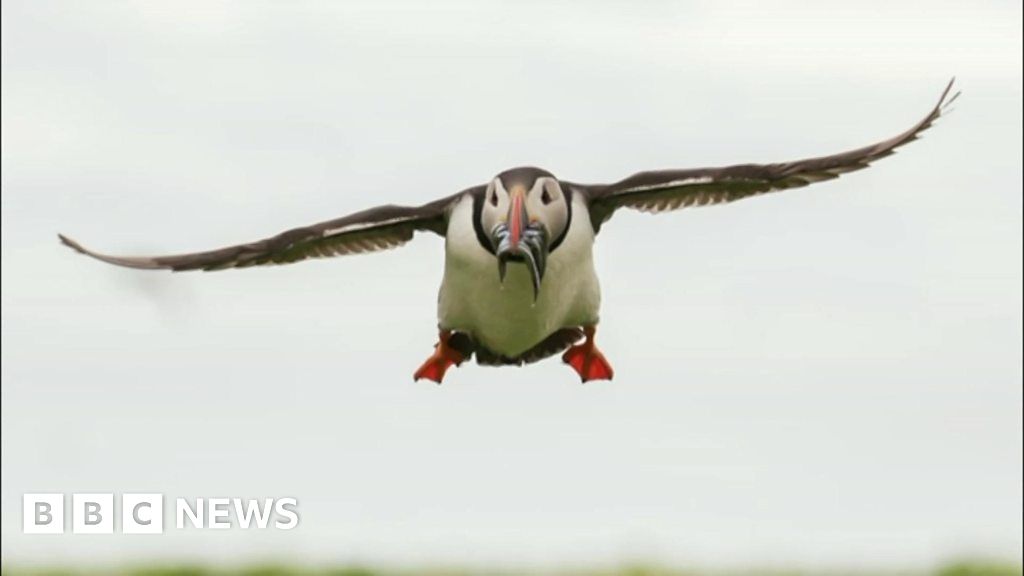 Charity hopes feeding photos will help puffins - BBC News
