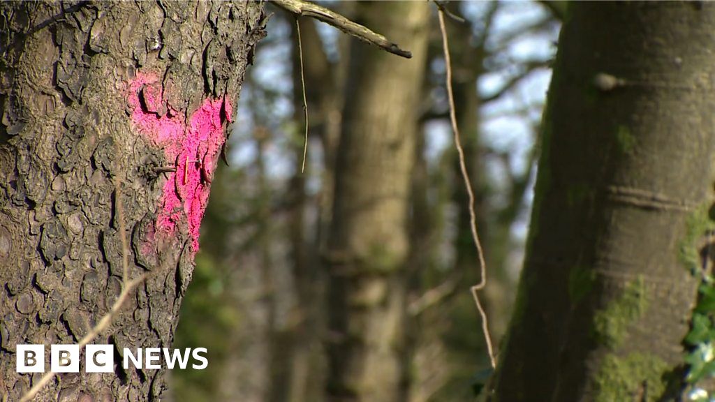 Ash dieback: Warning workers being killed by tree explosions - BBC News