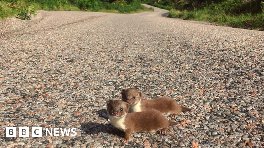 Wee posers: Baby weasels photographed near Achiltibuie - BBC News