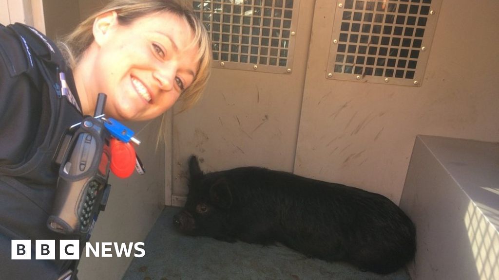 Hampshire police appeal for owner of missing pig - BBC News
