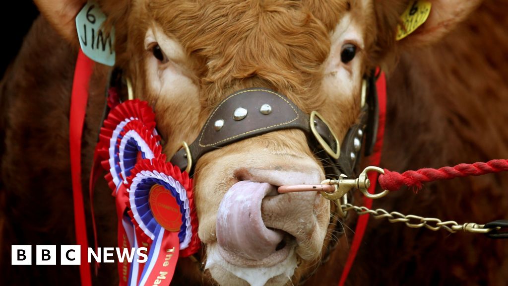 Scotland's top bulls go on sale in Stirling - BBC News