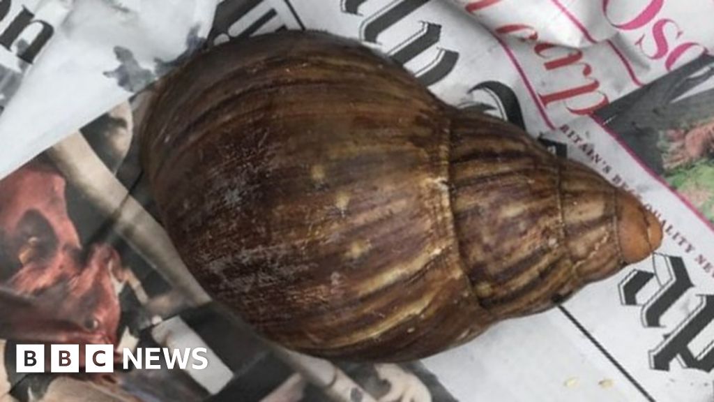 Snail mail surprise for Hinckley parcel workers - BBC News