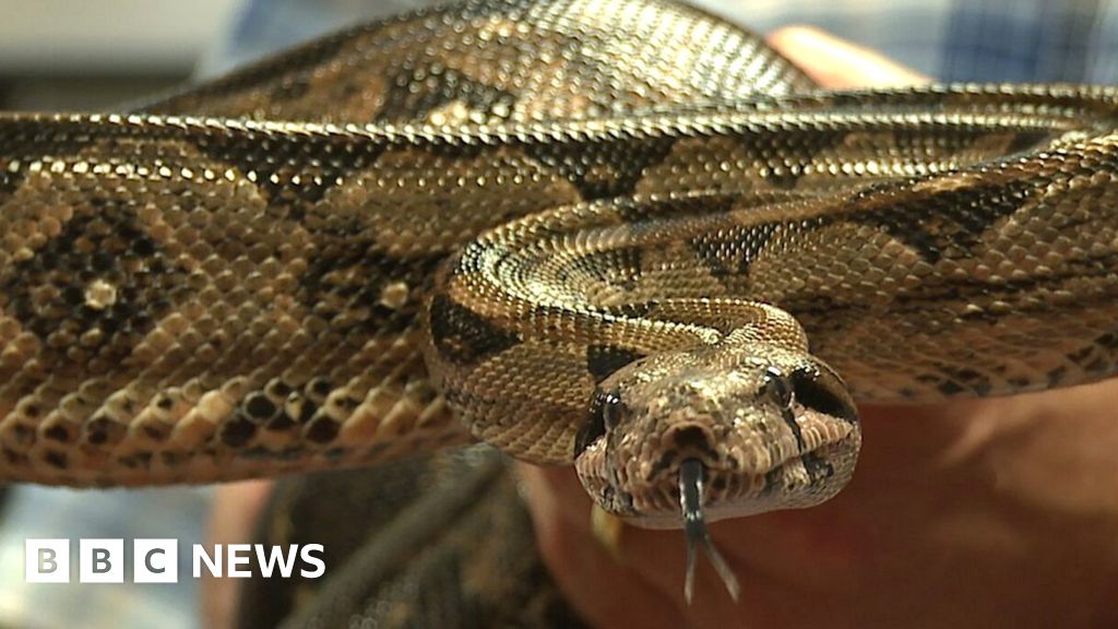 Boa constrictors' lethal secret revealed - BBC News