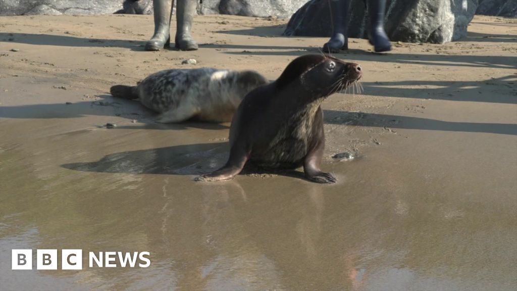 Three rescued seals returned to the sea in Cornwall - BBC News