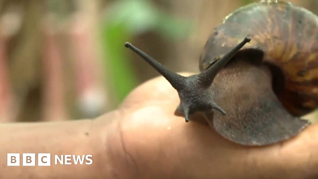 Nigeria's trail-blazing giant snails - BBC News