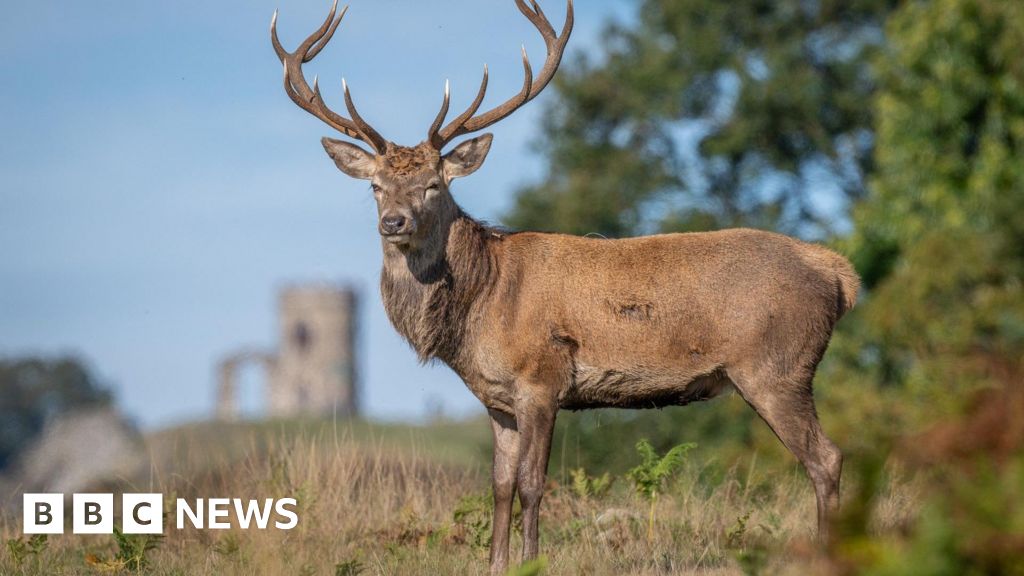 Photographer finally captures 'perfect' red stag image - BBC News