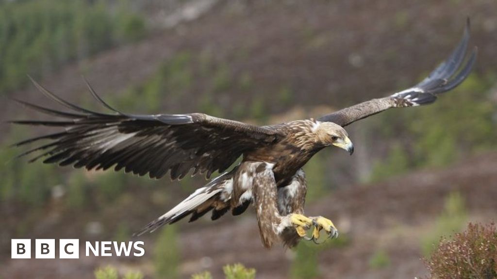 The highs and lows of the South of Scotland Golden Eagle Project - BBC News