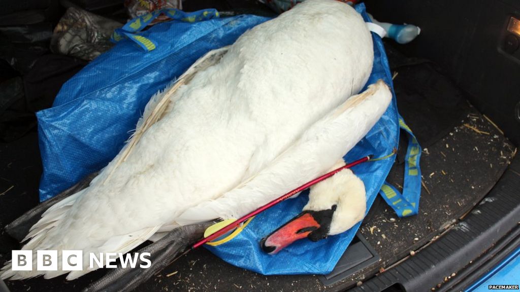 Swan killed in Antrim crossbow attack