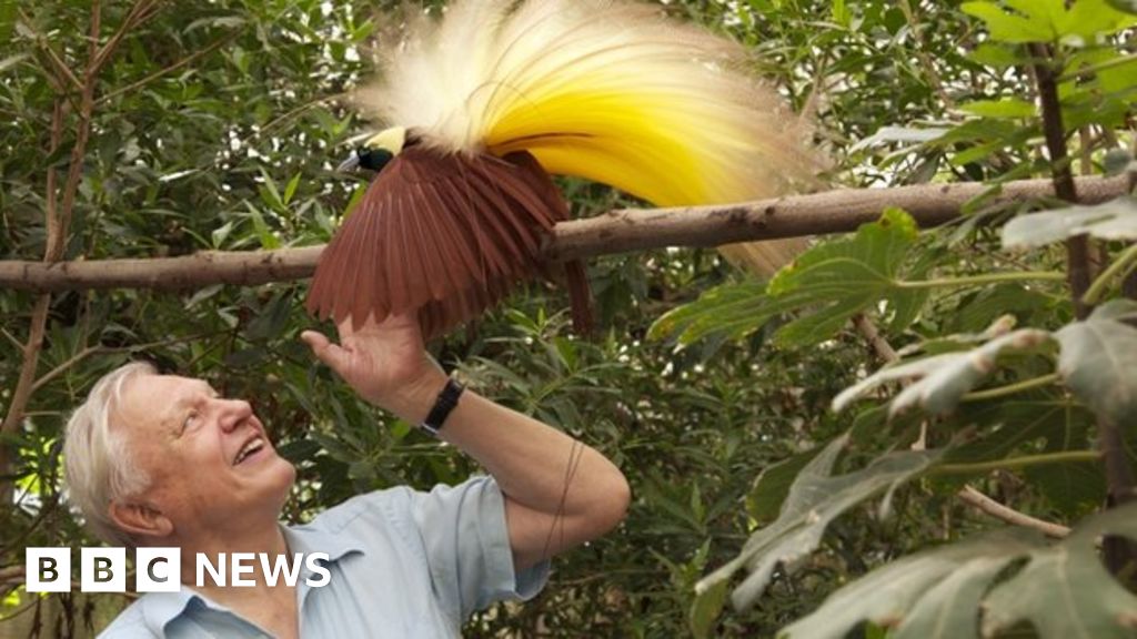 Attenborough to narrate BBC series on predators and prey - BBC News