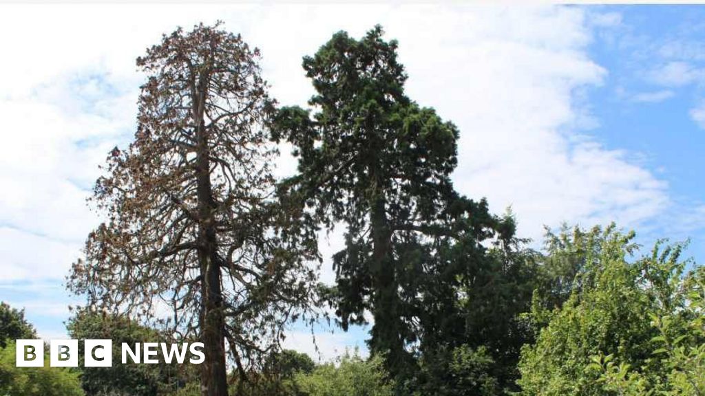 Giant redwood tree in Exeter to be felled - BBC News