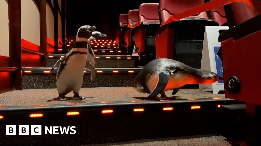 Why did the penguins go to the cinema? - BBC News