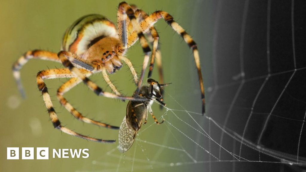 Spiders inspire double-sided sticky tape to heal wounds - BBC News