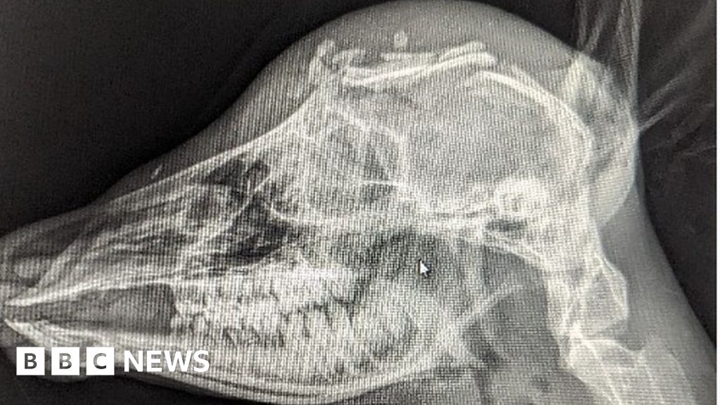 RSPCA search for man who struck deer with hammer in Wareham - BBC News