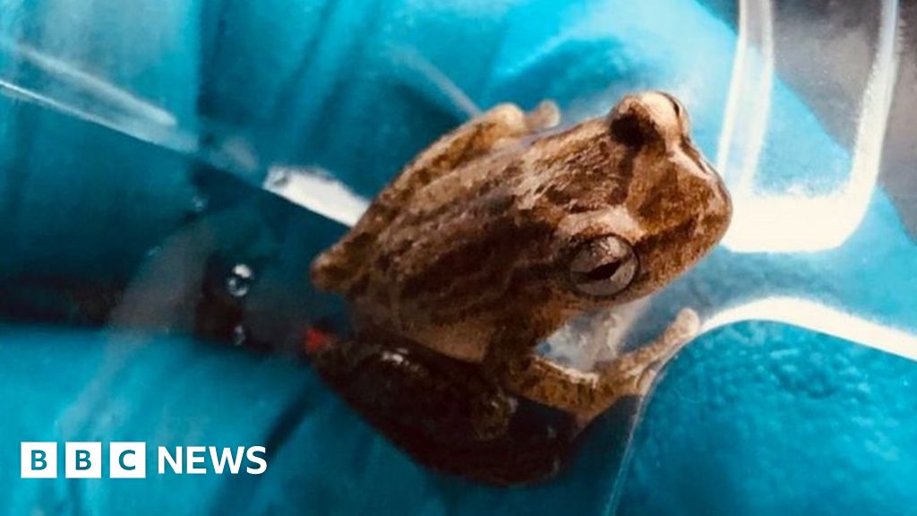 Frog from Africa found in Wirral primary school bananas - BBC News