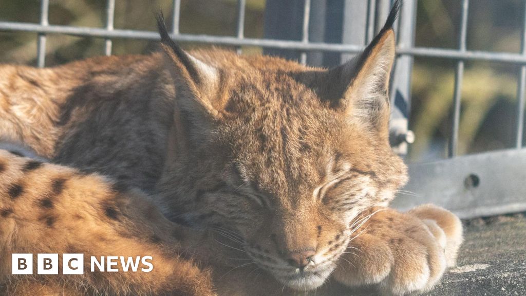 UK's first zoo-bred lynx selected for release into the wild