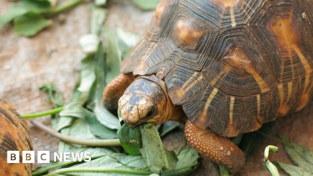 The top-secret tortoise sanctuary of Madagascar - BBC News